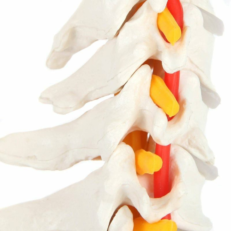 Life Size Cervical Vertebral Column With Spinal Nerves And Arteries 5136